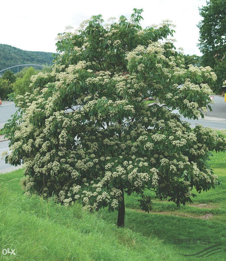 Sadnice evodije,evodija,pcelinje drvo - Sadnice - OLX.ba