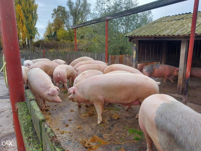 Svinje Domace 130-260 kg - Svinje - OLX.ba