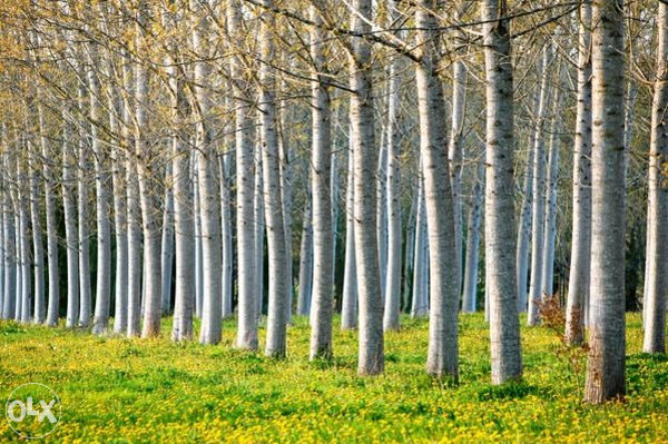 KANADSKA TOPOLA SADNICE,SADNICA KANADSKE TOPOLE - Sadnice - OLX.ba