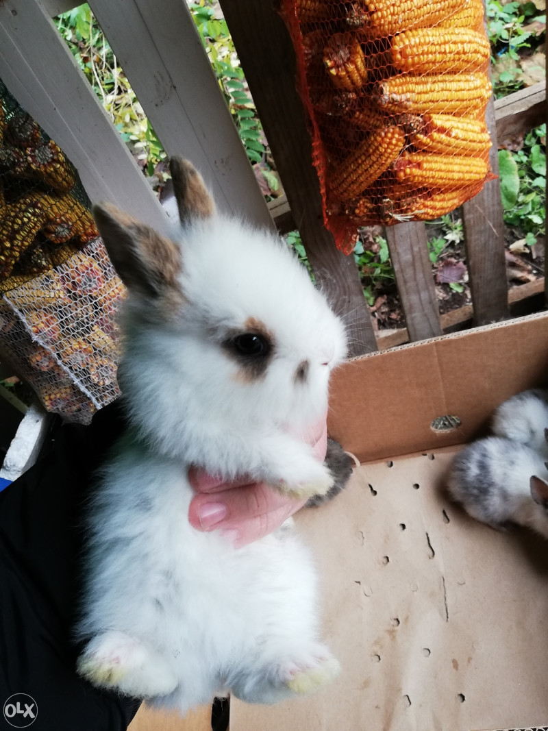 IDEALAN POKLON LAVLJA GLAVA ZEKE ZEČEVI KUNIĆI - Zečevi - OLX.ba