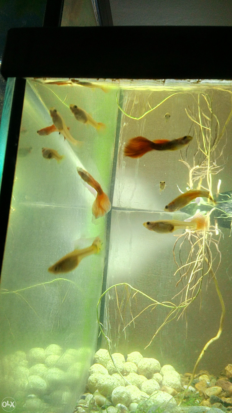 Guppy / Gupi - Akvarijumske ribice - Ribice - OLX.ba