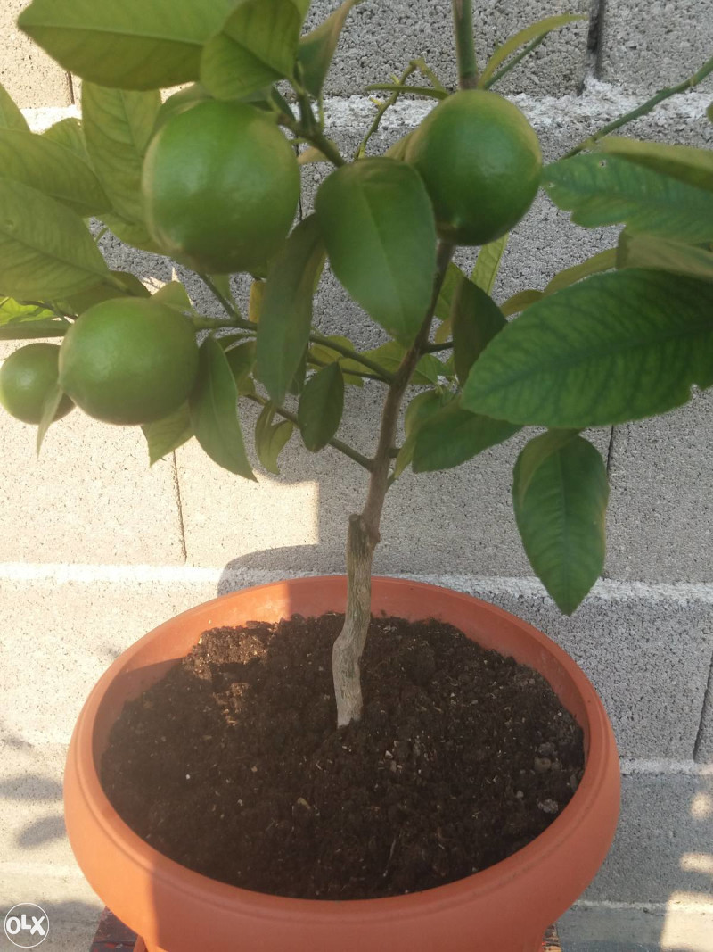 Limun sa plodom - Sadnice - OLX.ba