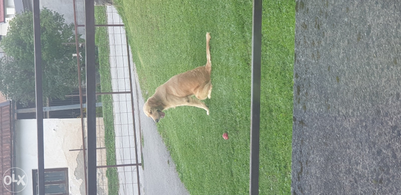 Pas labrador - Psi i Štenad - OLX.ba