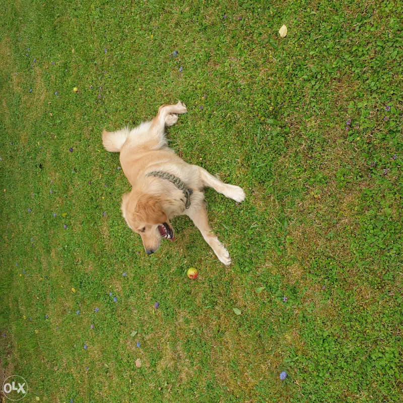 Pas labrador - Psi i Štenad - OLX.ba