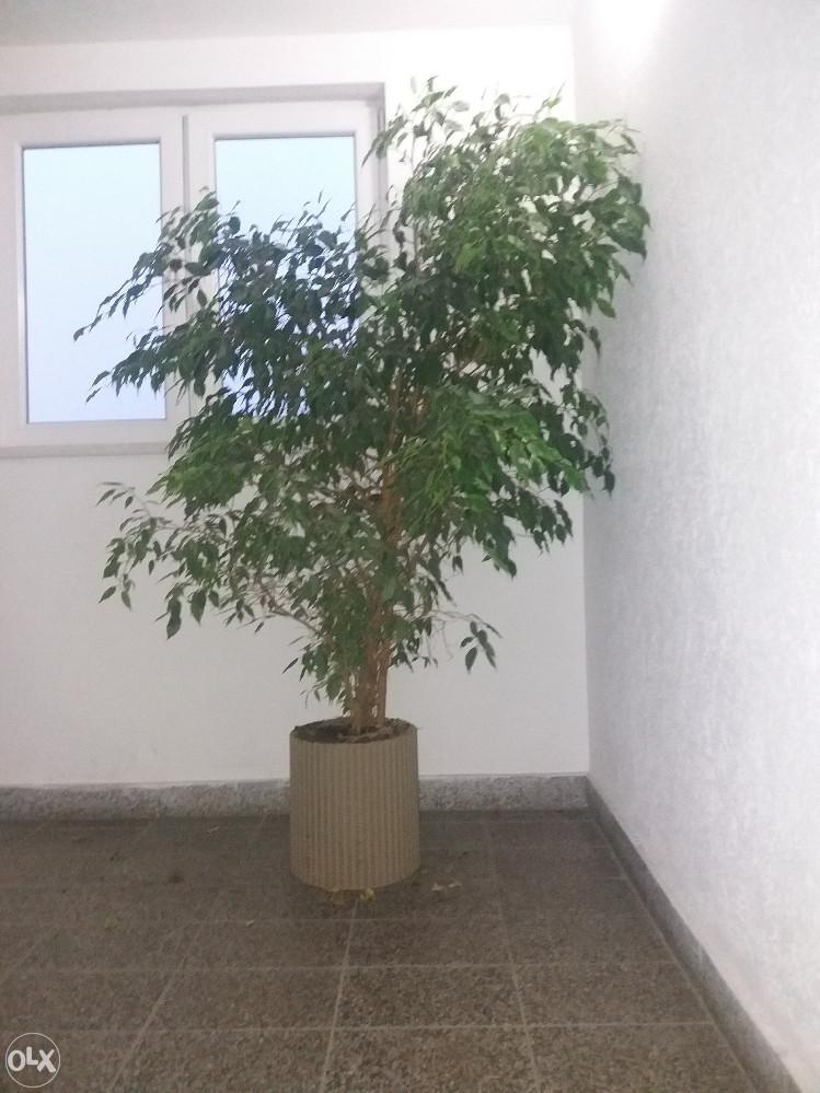 Benjamin cvijece - Biljke i cvijeće - OLX.ba