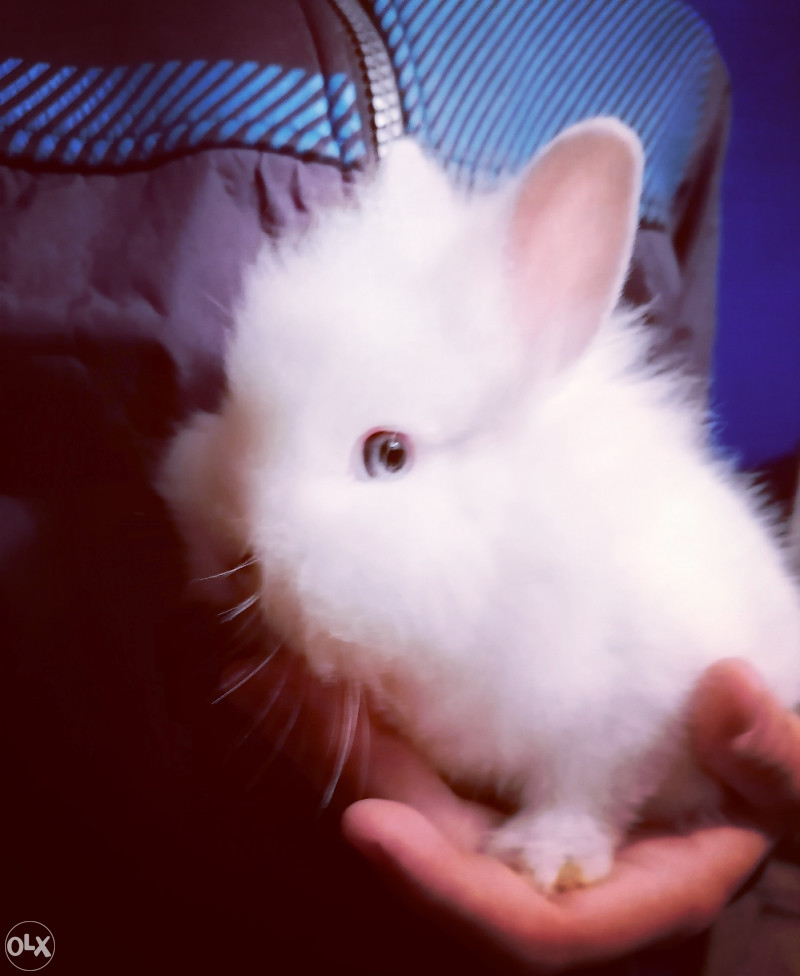 Patuljasti kućni ukrasni zec zecevi zeko Zecevi Zec - Zečevi - OLX.ba