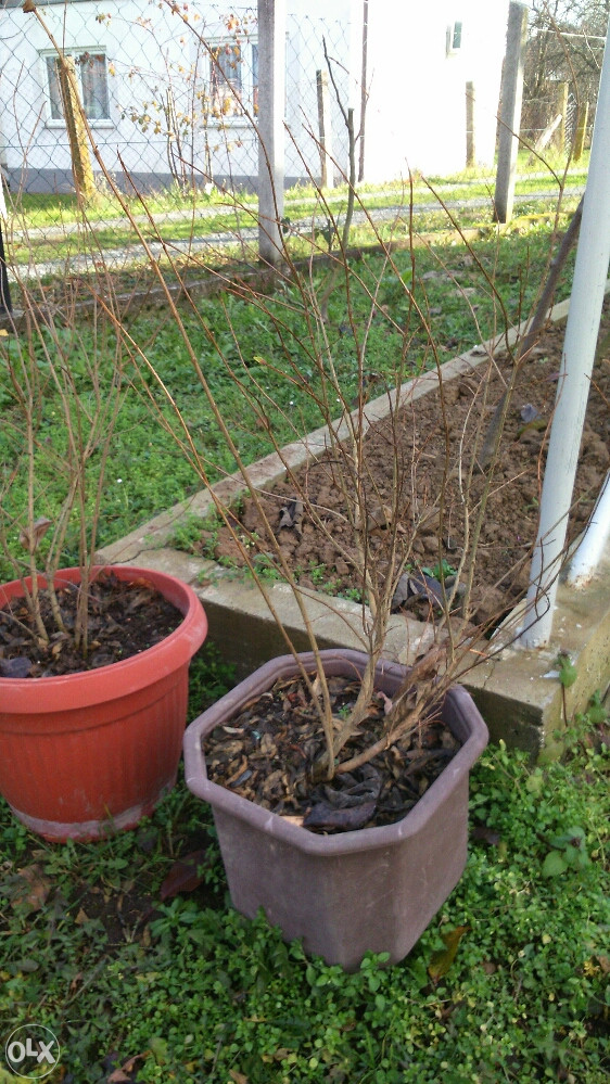 Sadnice nara(sipurak) - Sadnice - OLX.ba