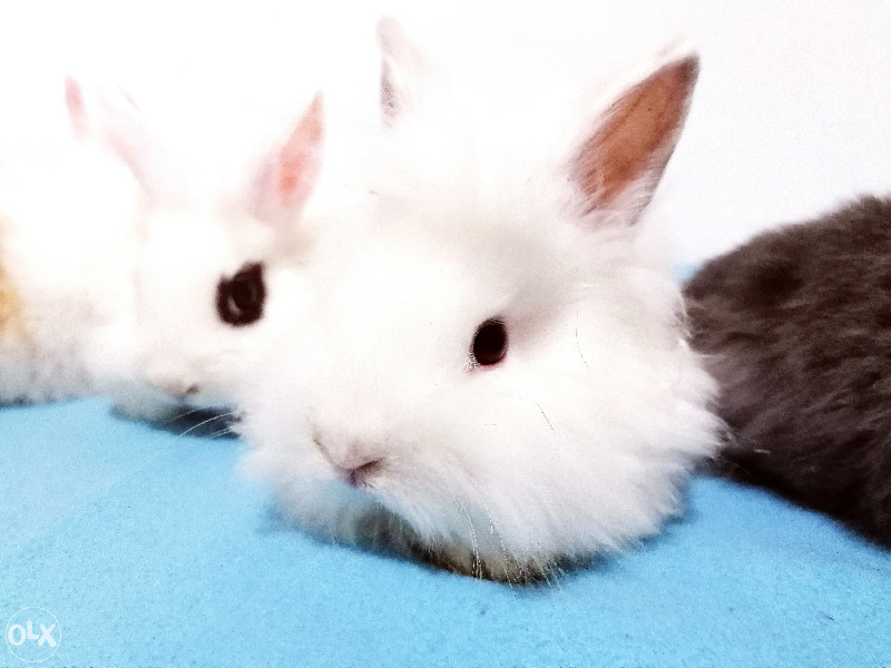 Ukrasni kucni zecevi zec zeko zeke - Zečevi - OLX.ba