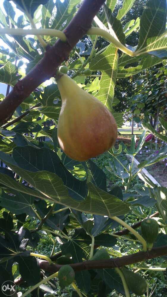 Sadnice smokve - Sadnice - OLX.ba