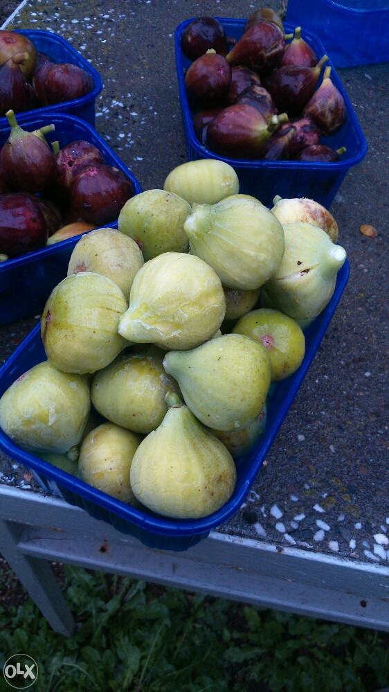 Sadnice smokve - Sadnice - OLX.ba