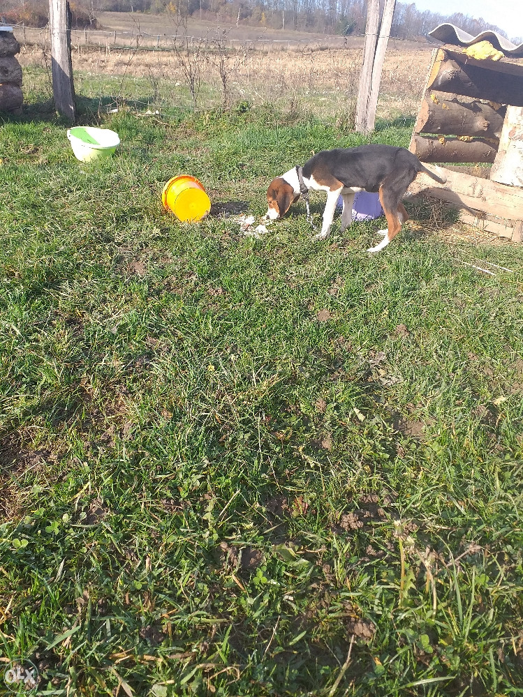 Trobojac 4 .5 MJ od ekstra pasa krmara - Psi i Štenad - OLX.ba