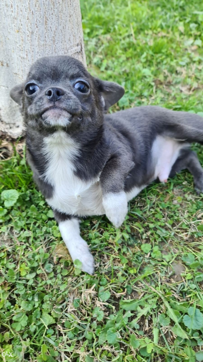 Civava extra mini Plave boje apple head vrhunske pasos - Psi i Štenad ...