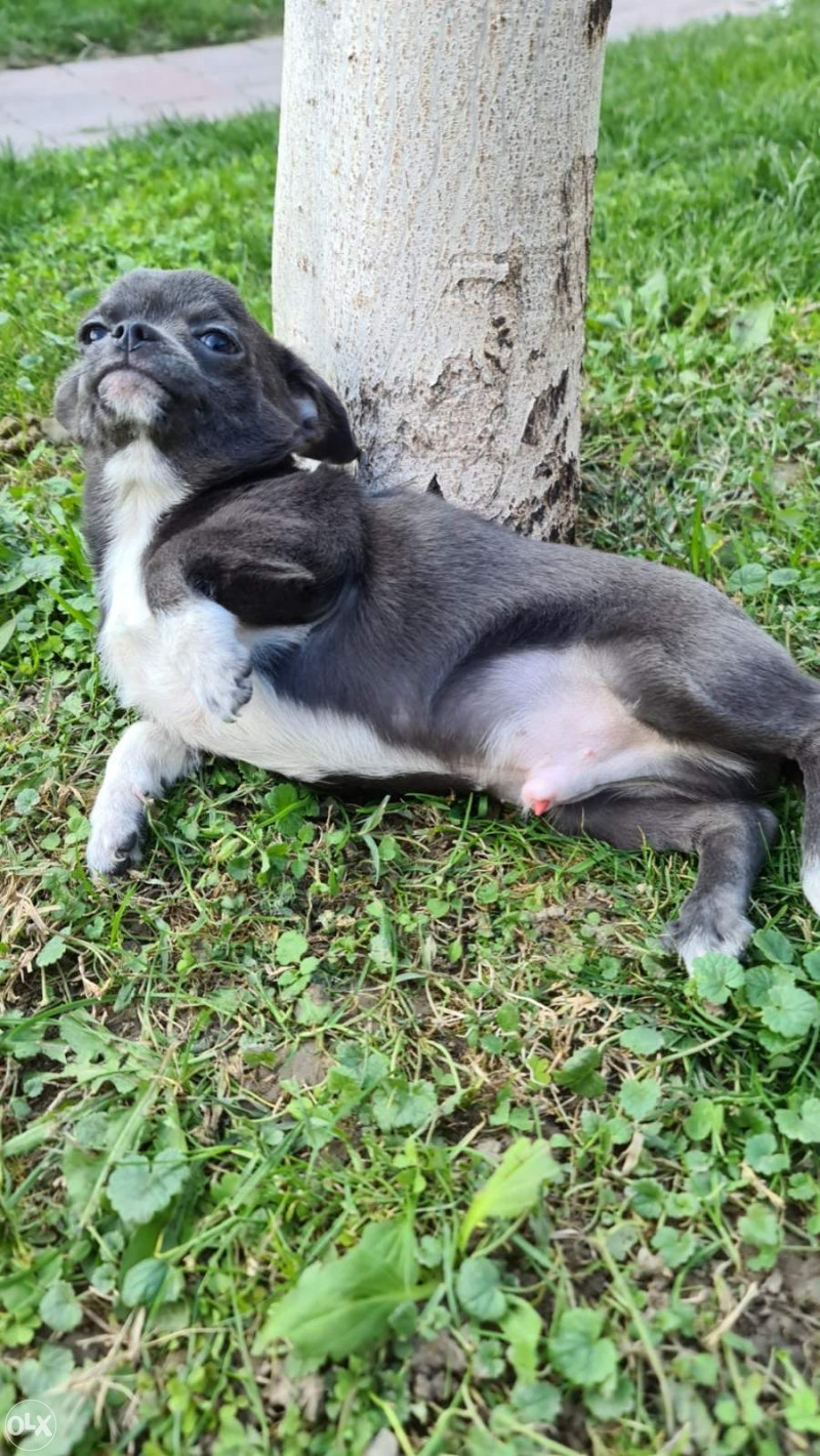 Civava extra mini Plave boje apple head vrhunske pasos - Psi i Štenad ...