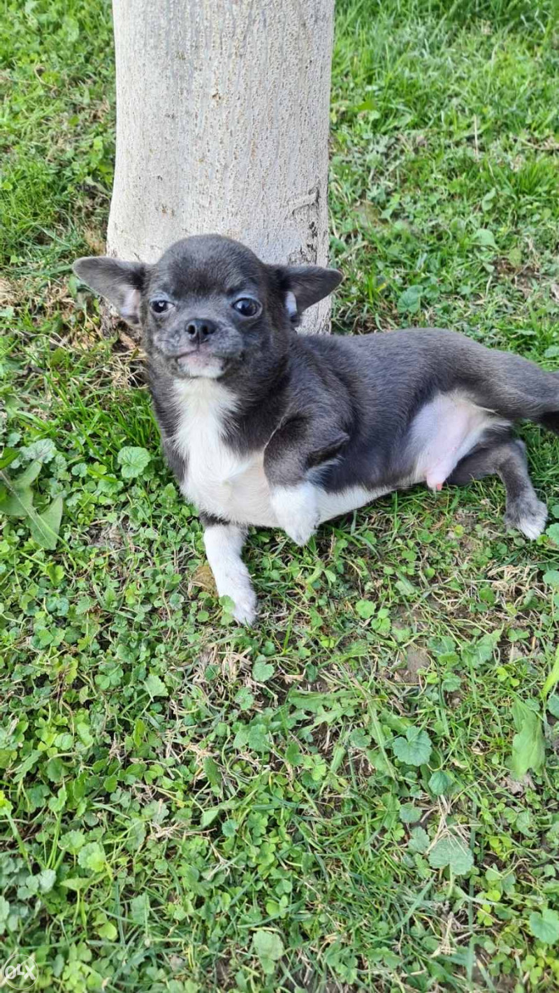 Civava extra mini Plave boje apple head vrhunske pasos - Psi i Štenad ...