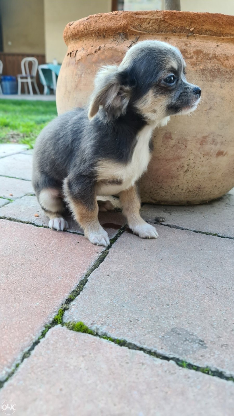 Civava extra mini Plave boje apple head vrhunske pasos - Psi i Štenad ...
