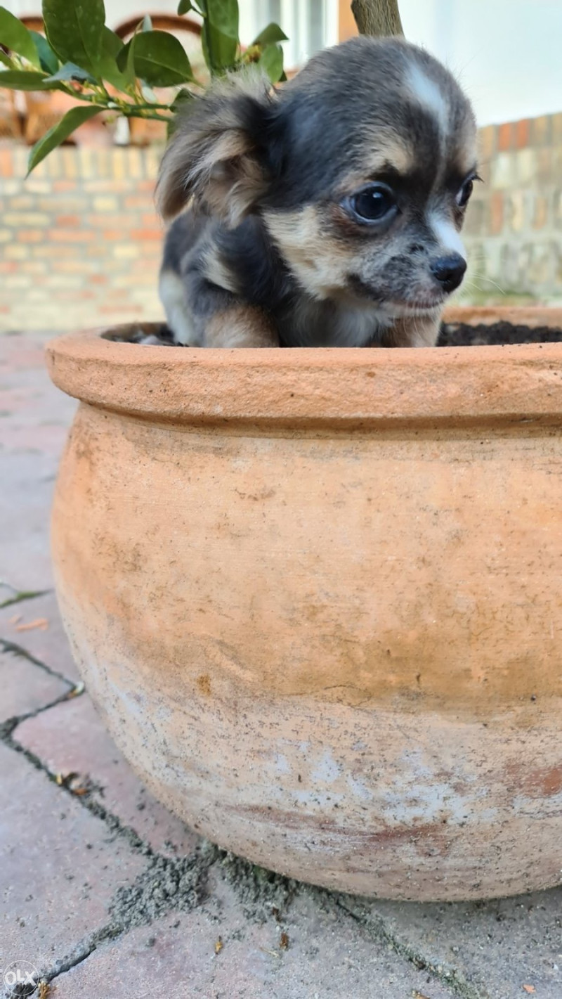 Civava extra mini Plave boje apple head vrhunske pasos - Psi i Štenad ...