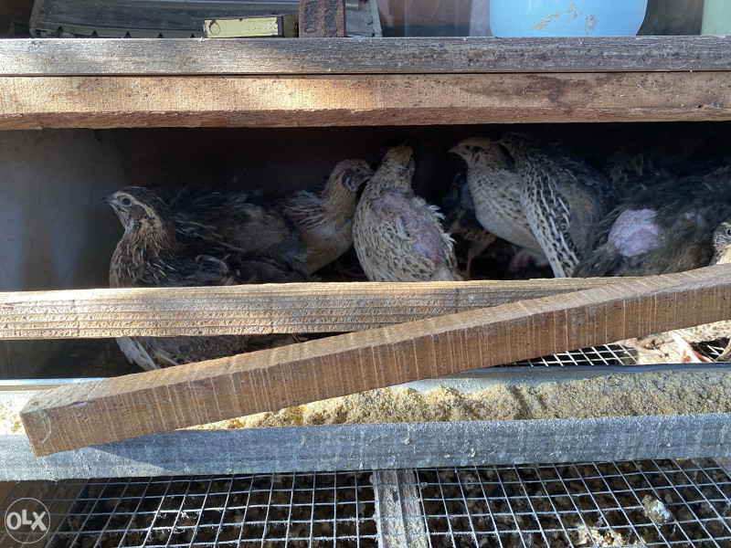 Prepelice AKCIJA - Prepelice - OLX.ba