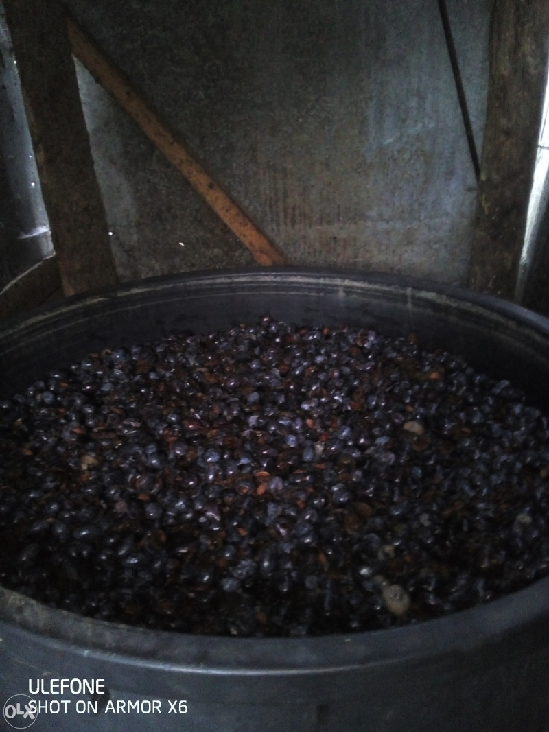 Domaca rakija sljiva - Rakije - OLX.ba