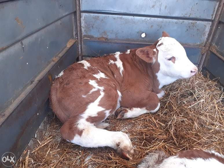 Mala telad od par dana - Krave - OLX.ba