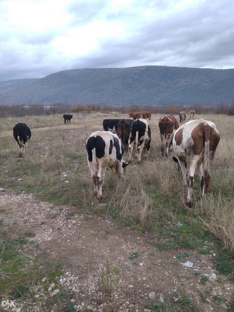 Mlad junac - Krave - OLX.ba