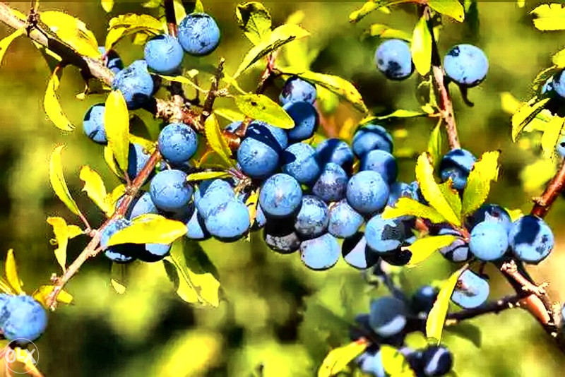 Pitoma trnjina - Sadnice - OLX.ba