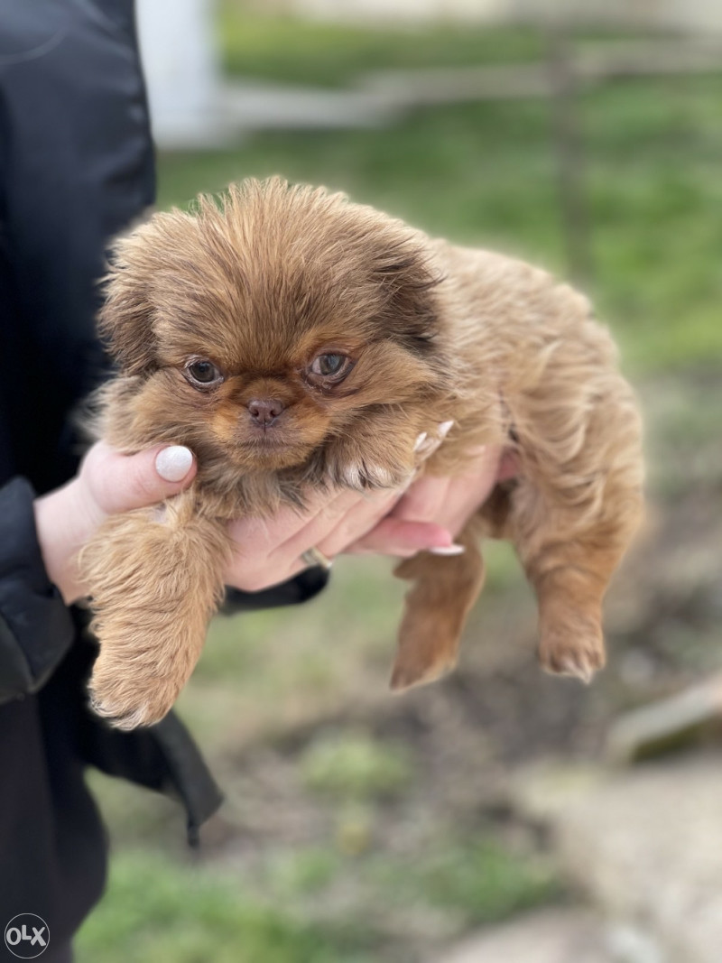 Pekinezer kraljevski stene - Psi i Štenad - OLX.ba