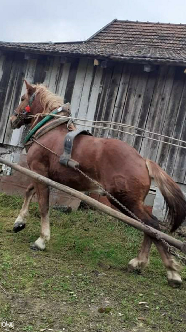 Zdrebe musko - Konji - OLX.ba