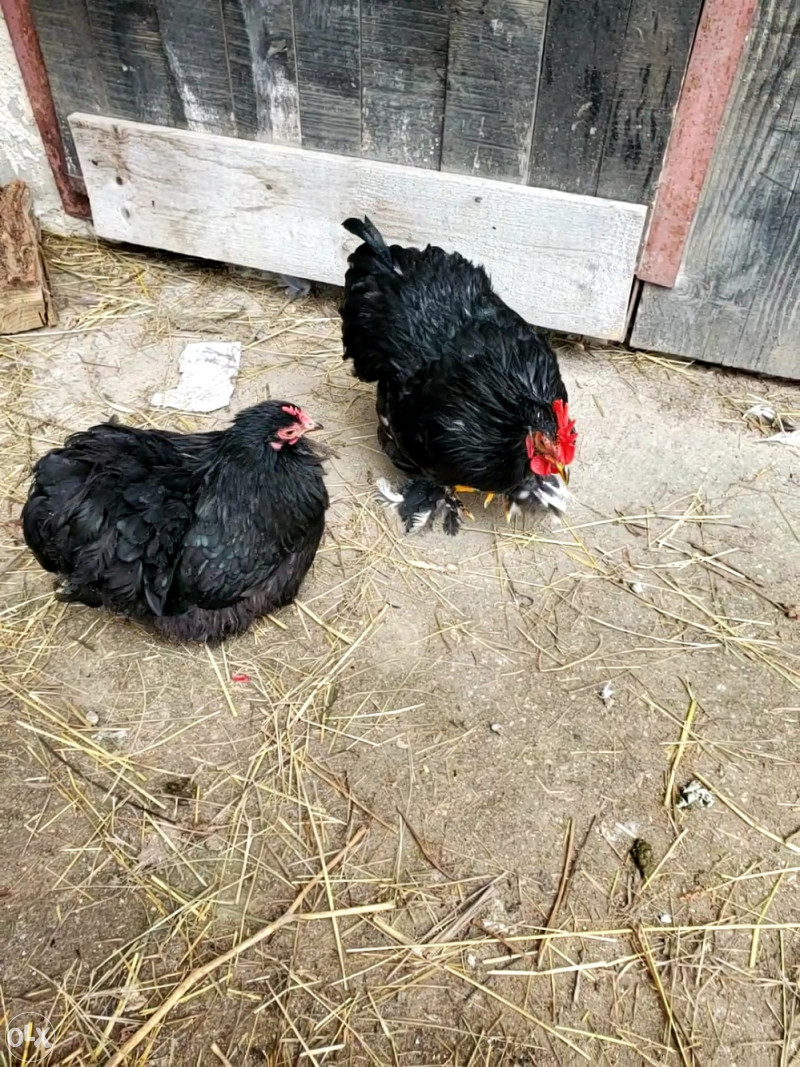 Ukrasne koke / kokinkine - Kokoške - OLX.ba