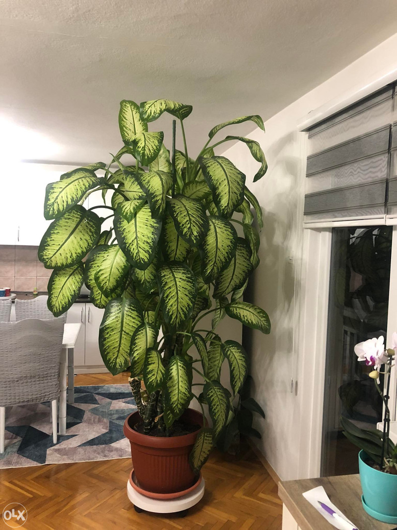 DIFENBAHIJA CVIJET - Biljke i cvijeće - OLX.ba