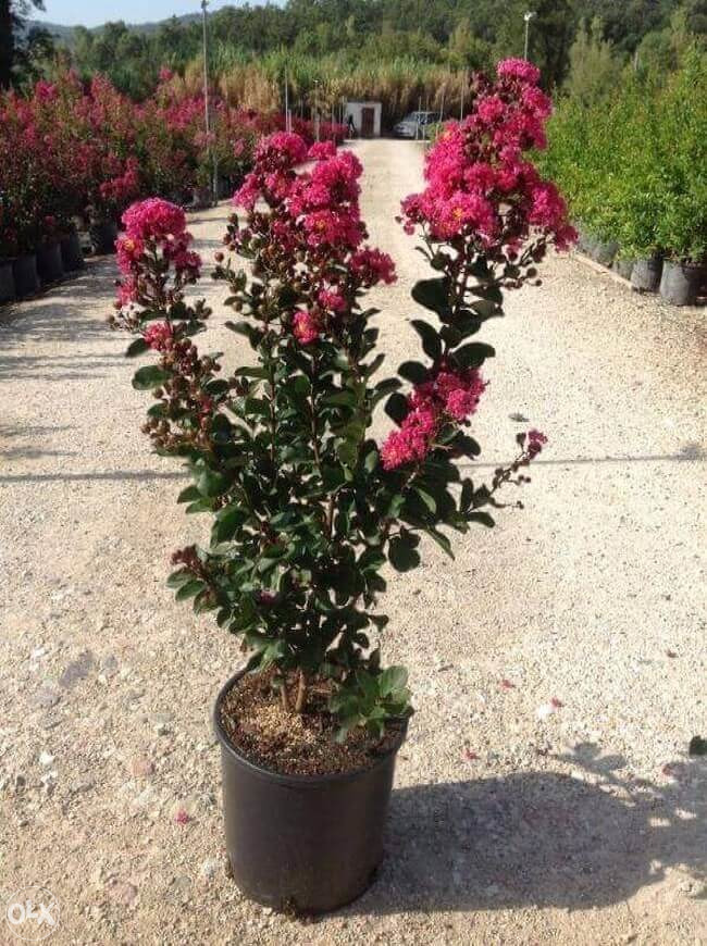 Indijski jorgovan - Lagerstroemia indica - Sadnice - OLX.ba