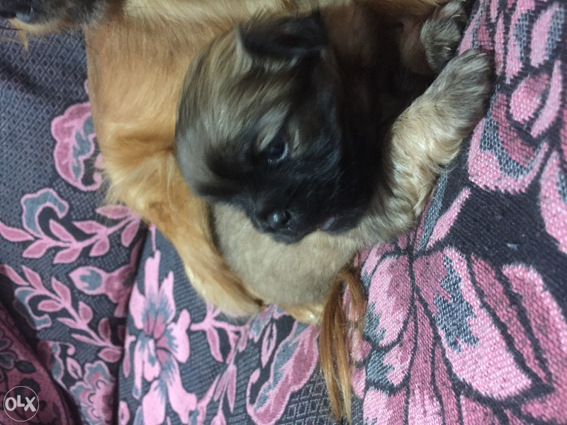 Pekinezer zenka stene - Psi i Štenad - OLX.ba