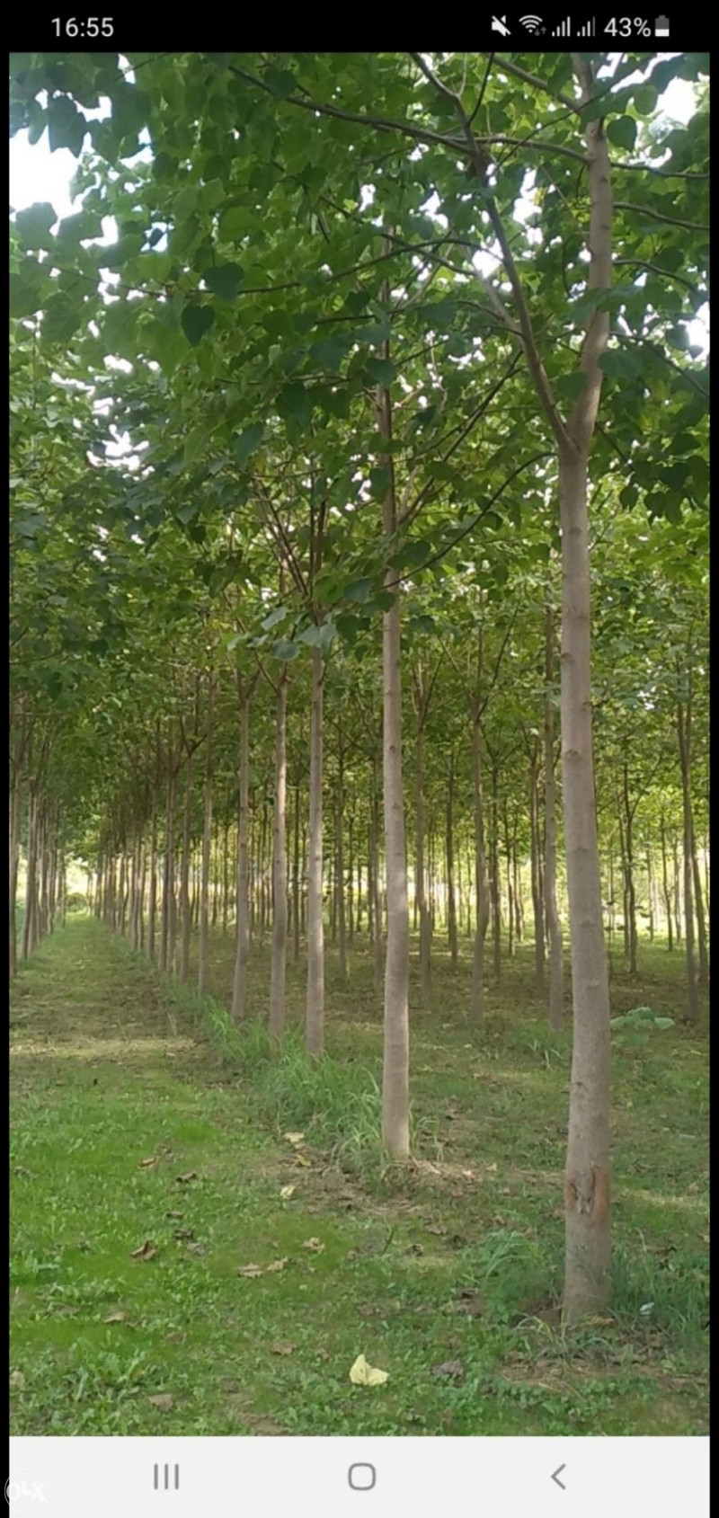 Sadnica paulovnija proizved IN VITRO i kanadske topole - Sadnice - OLX.ba