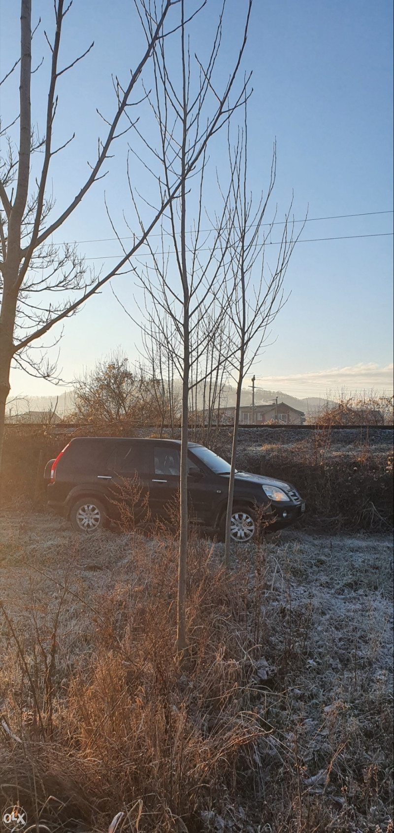 Sadnica paulovnija proizved IN VITRO i kanadske topole - Sadnice - OLX.ba