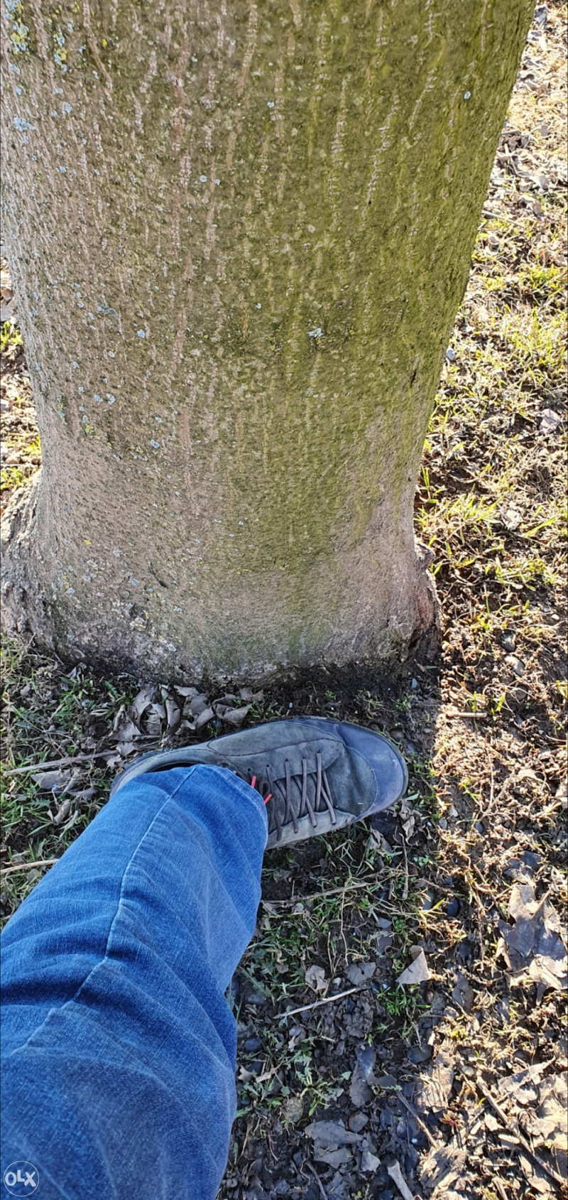 Sadnica paulovnija proizved IN VITRO i kanadske topole - Sadnice - OLX.ba