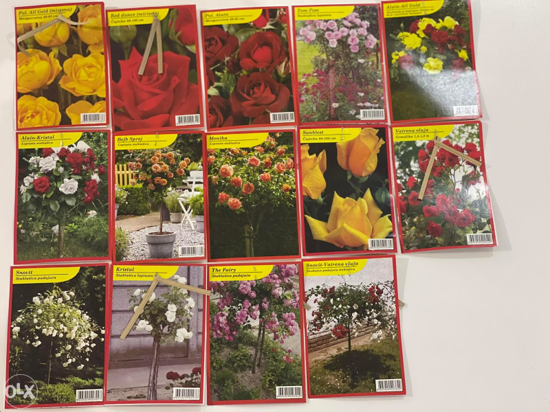 RUZE STABLASICE, SADNICE - Sadnice - OLX.ba
