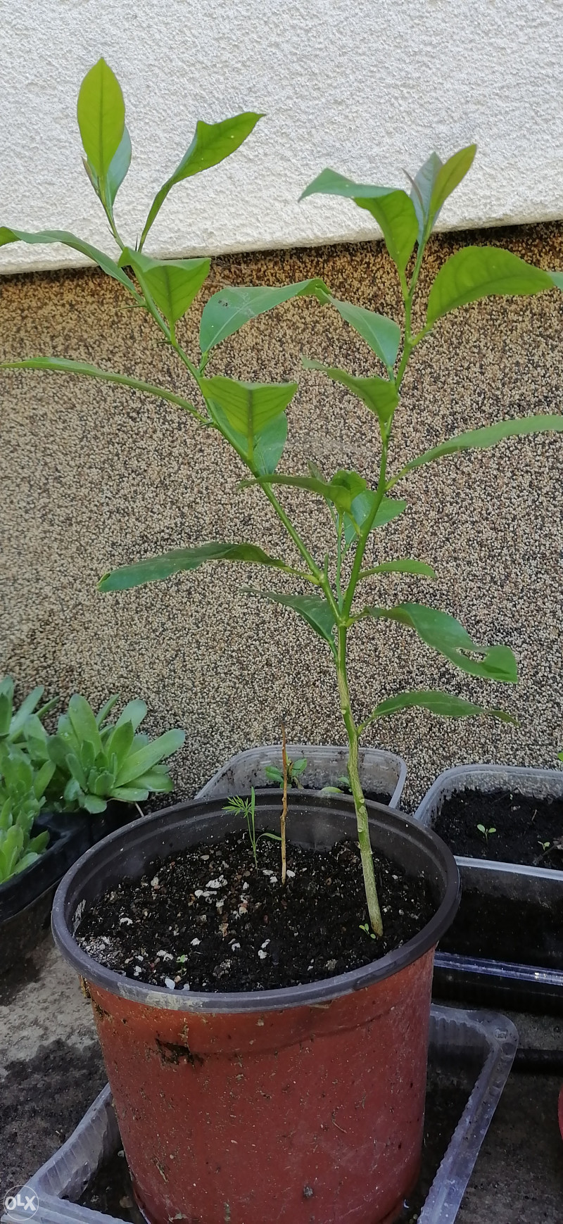 Limun sadnice - Sadnice - OLX.ba