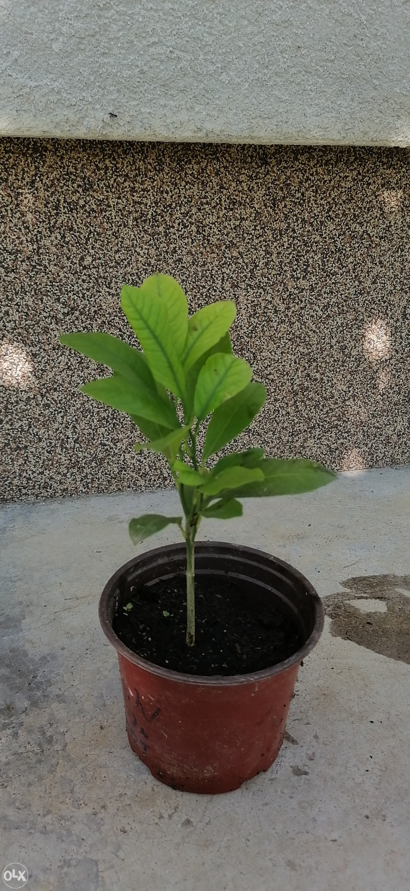 Limun sadnice - Sadnice - OLX.ba