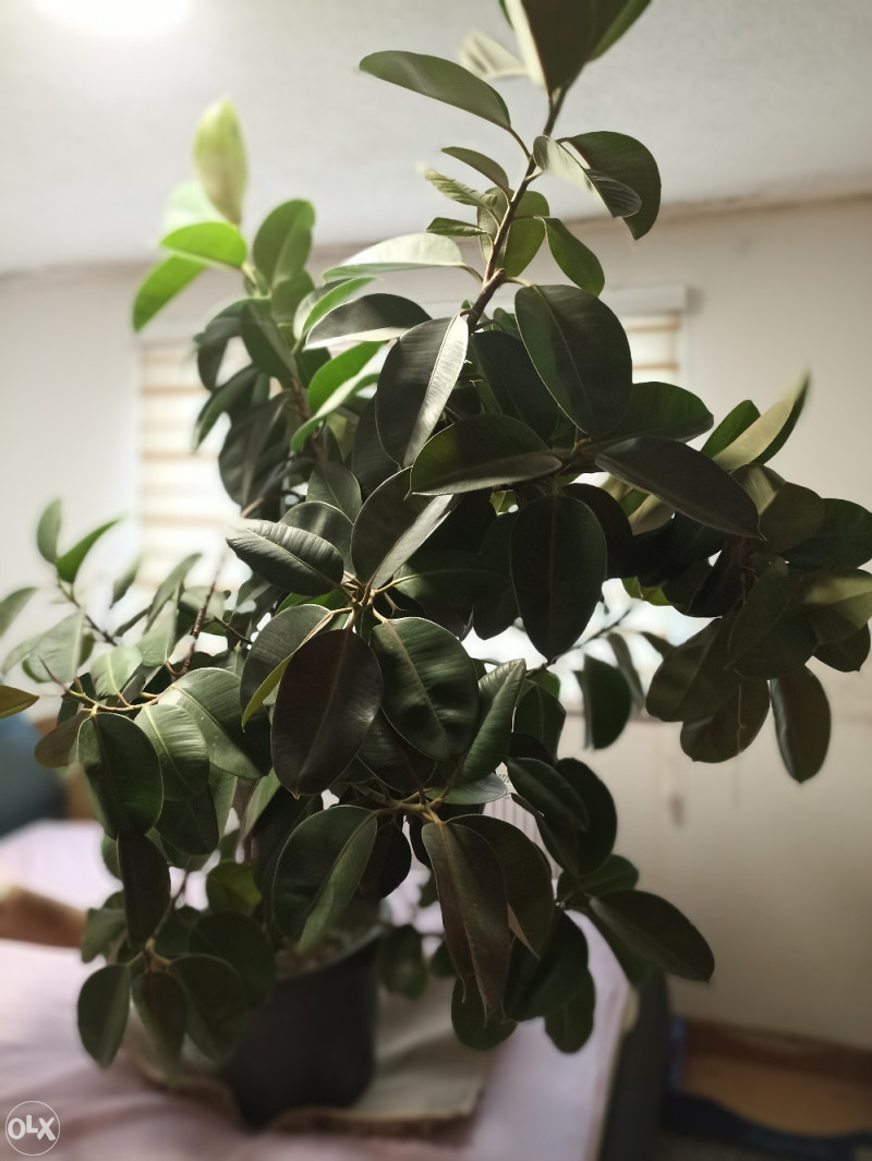 Fikus cvijece - Biljke i cvijeće - OLX.ba
