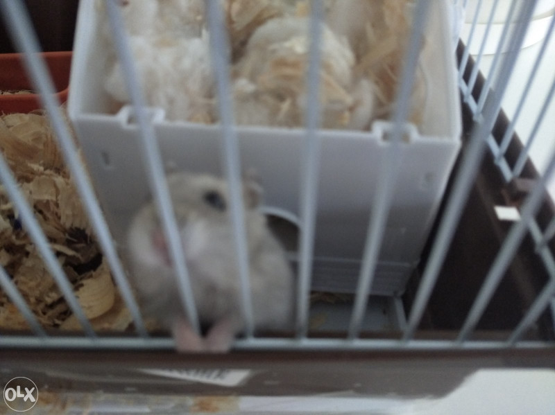 Hrcak i kavez za hrcka+hrana za hrcka - Kavezi/oprema za miševe i ...