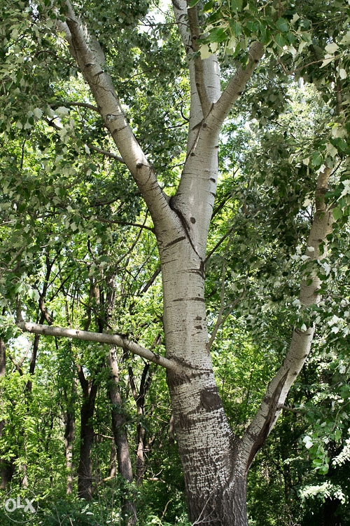 Sadnice grab topola sadnica topole i graba - Sadnice - OLX.ba