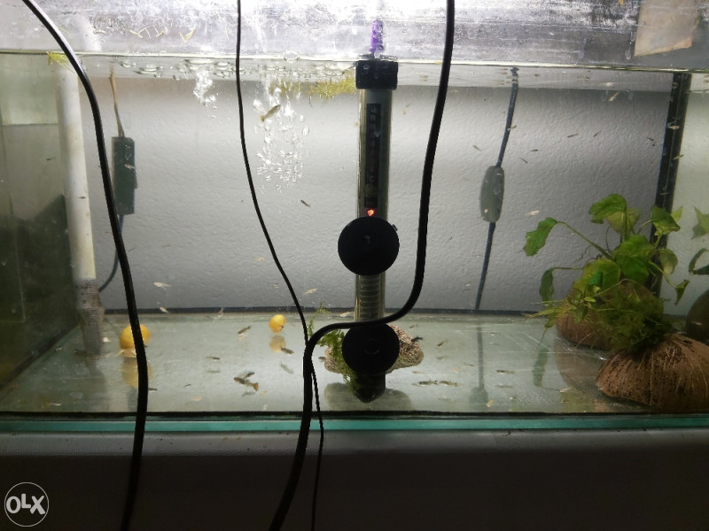 Ribe za akvarijum - Ribice - OLX.ba