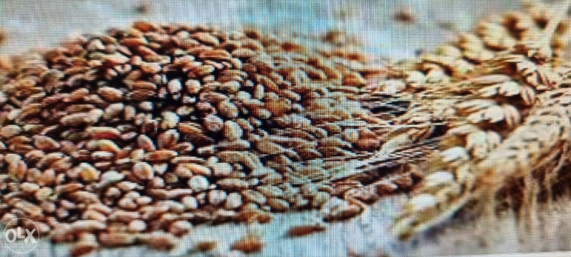 Otkupljuje zitarice srbac - Žitarice - OLX.ba