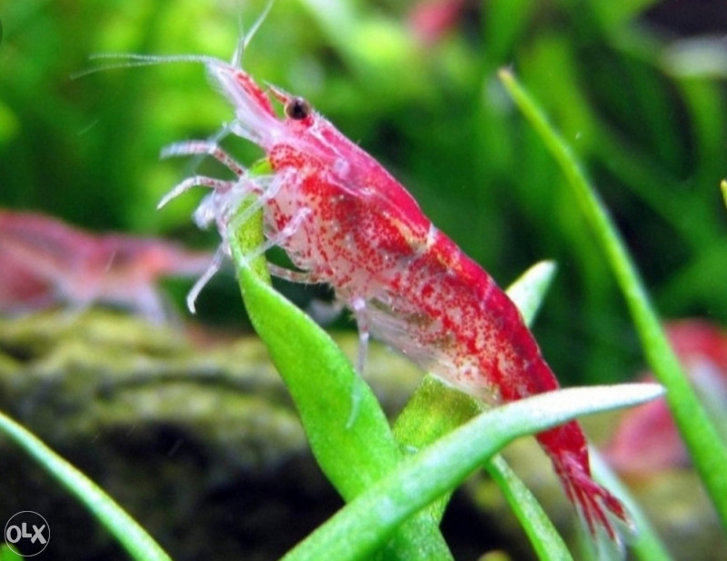 Red Cherry kozice algari - Ribice - OLX.ba