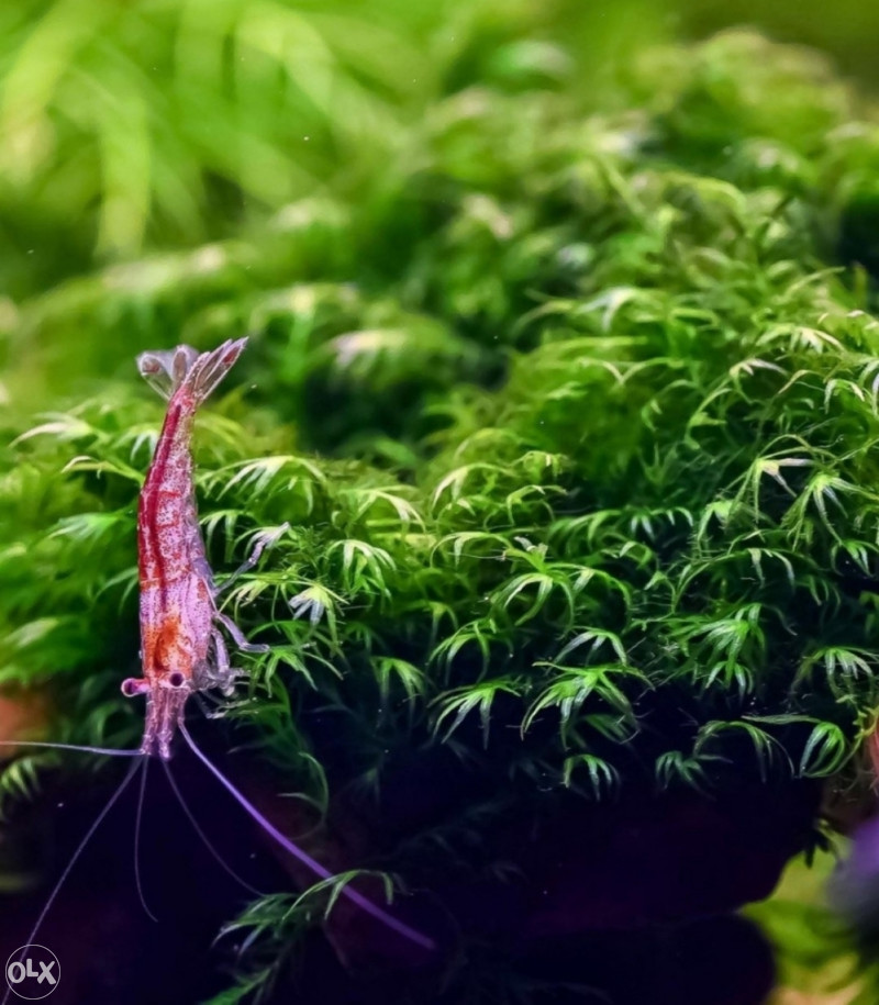 Red Cherry kozice algari - Ribice - OLX.ba