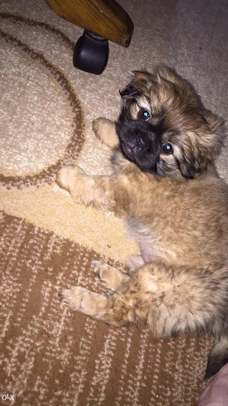 Pekinezer zenka stene - Životinje - Psi i Štenad - Milići - OLX.ba