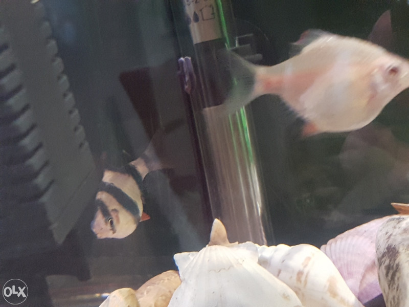 Barbus tetrazona i albino - Ribice - OLX.ba