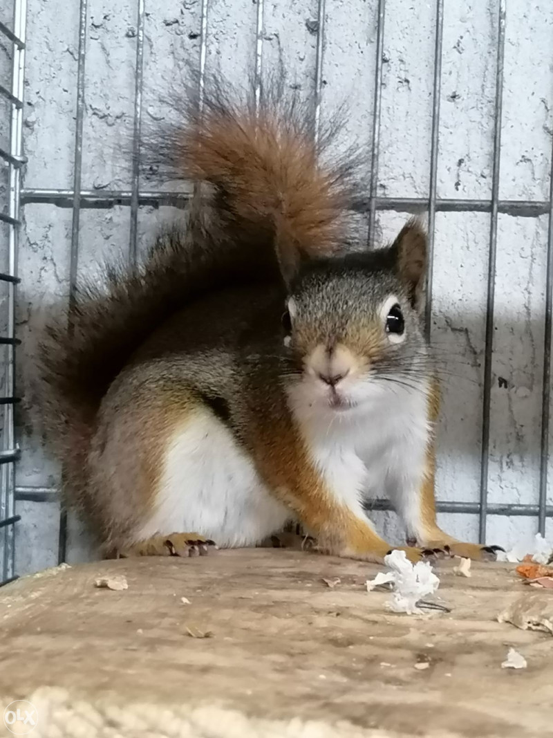 Vjeverica Vjeverice - Ostalo - OLX.ba