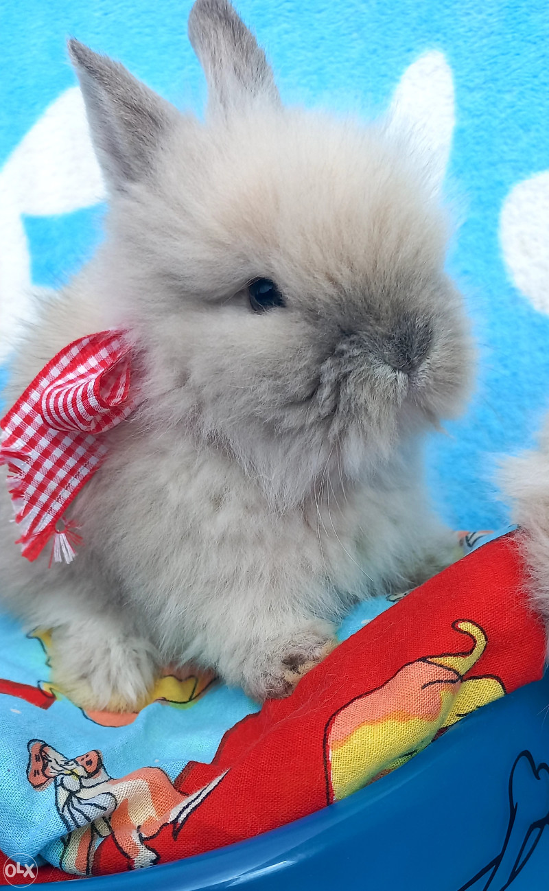 Lavlja glava patuljasti kunic kunici zec zecevi zecici - Kunići - OLX.ba