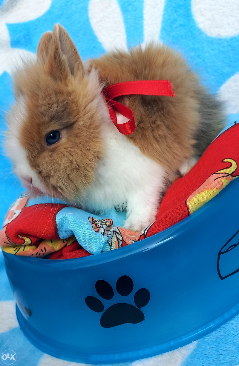 Lavlja glava patuljasti kunic kunici zec zecevi zecici - Kunići - OLX.ba