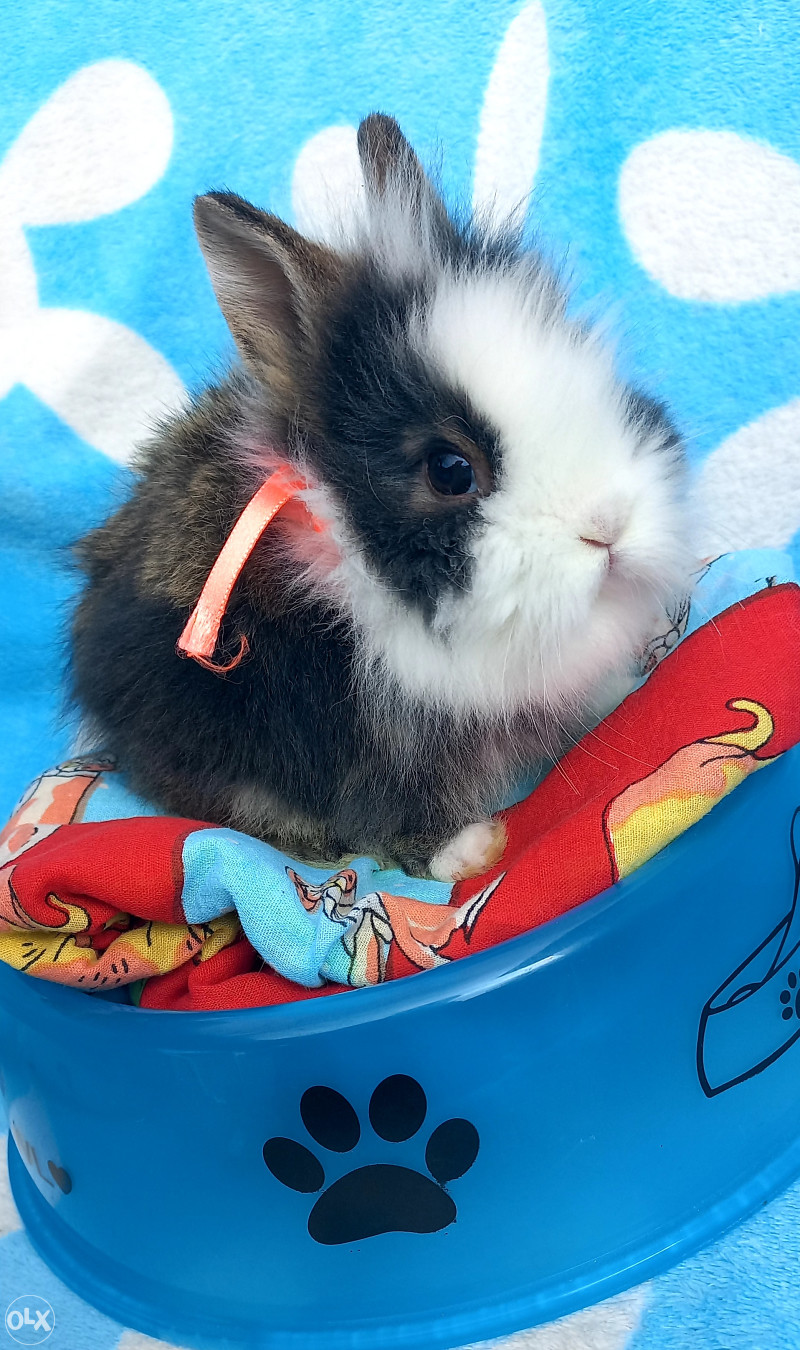 Lavlja glava patuljasti kunic kunici zec zecevi zecici - Kunići - OLX.ba